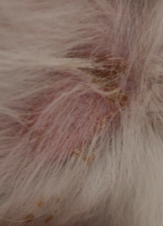 Supermamų klubas -> Šunų ligos, N-toji dalis